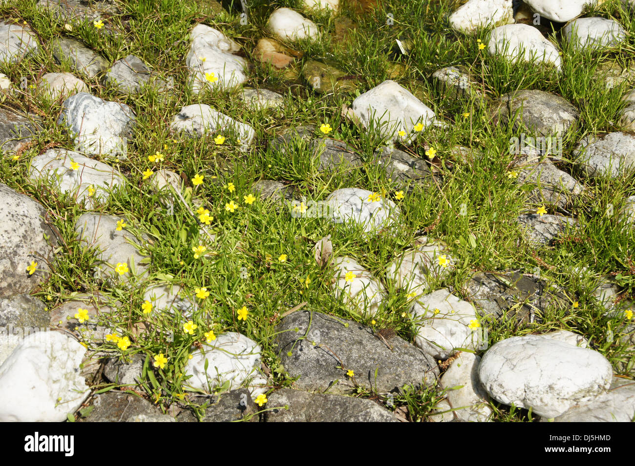 Creeping buttercups hi-res stock photography and images - Alamy