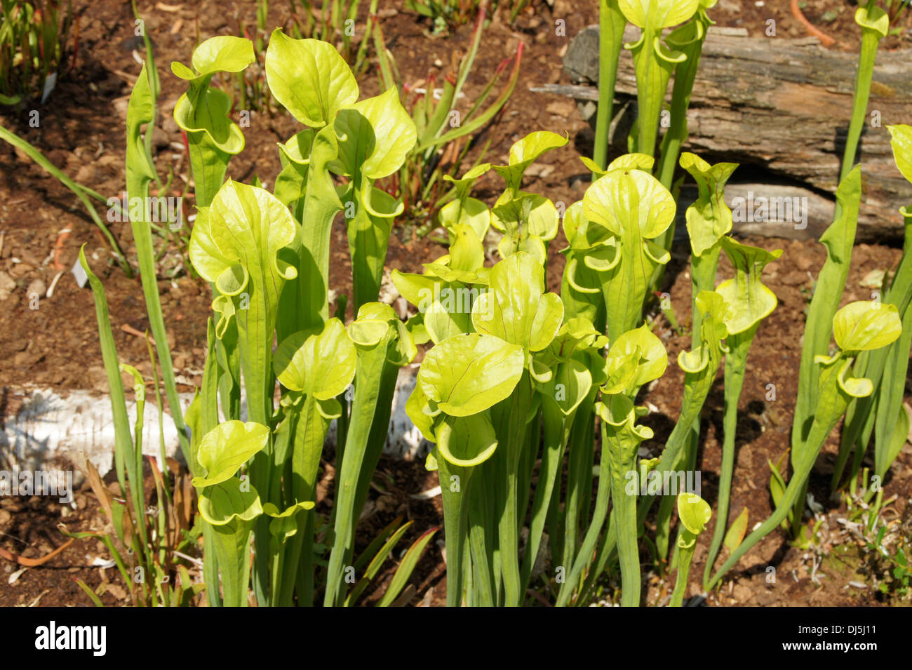 Pitcher plants hi-res stock photography and images - Alamy