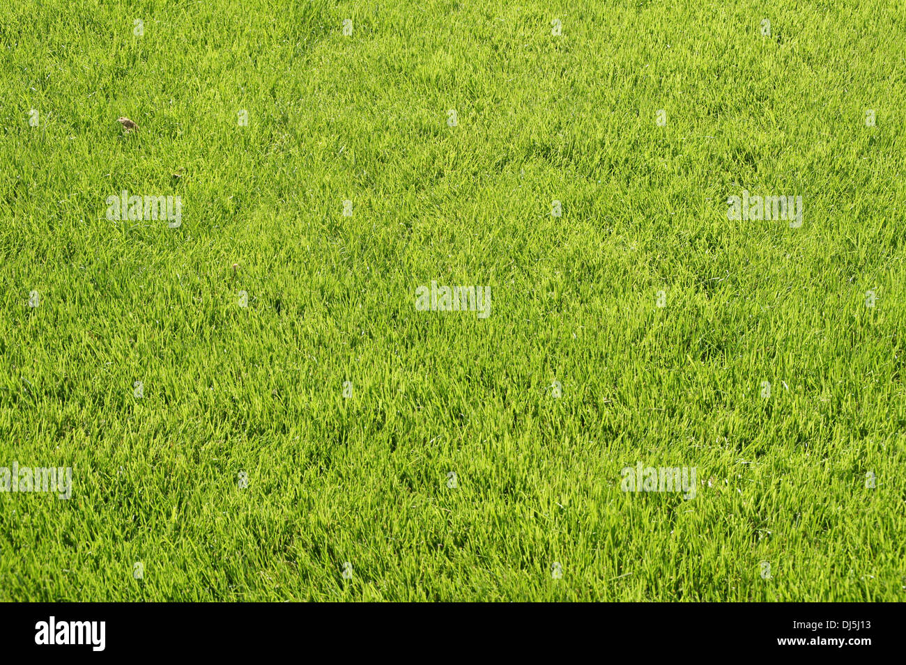 Rolled sod hi-res stock photography and images - Alamy
