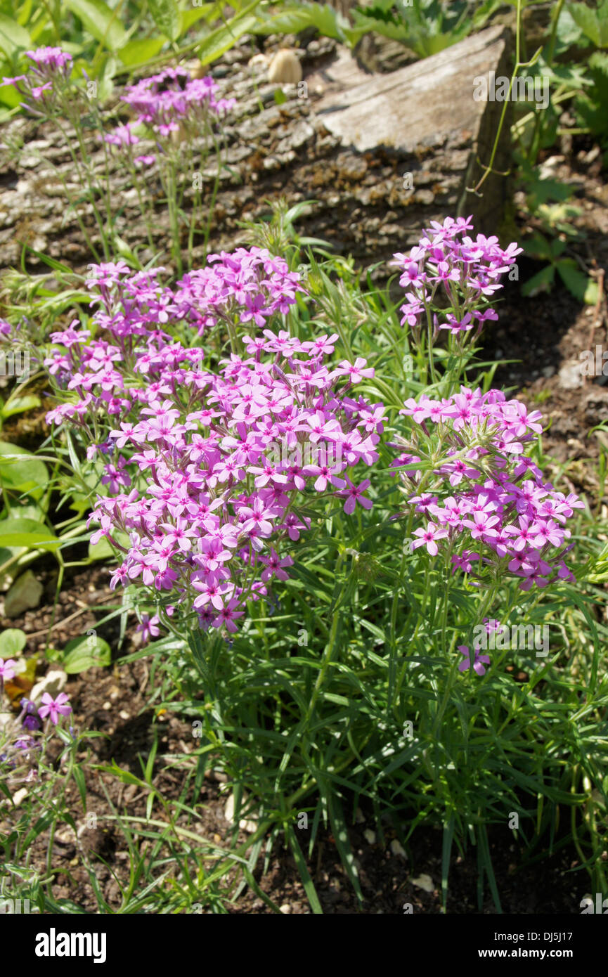 Downy phlox hi-res stock photography and images - Alamy