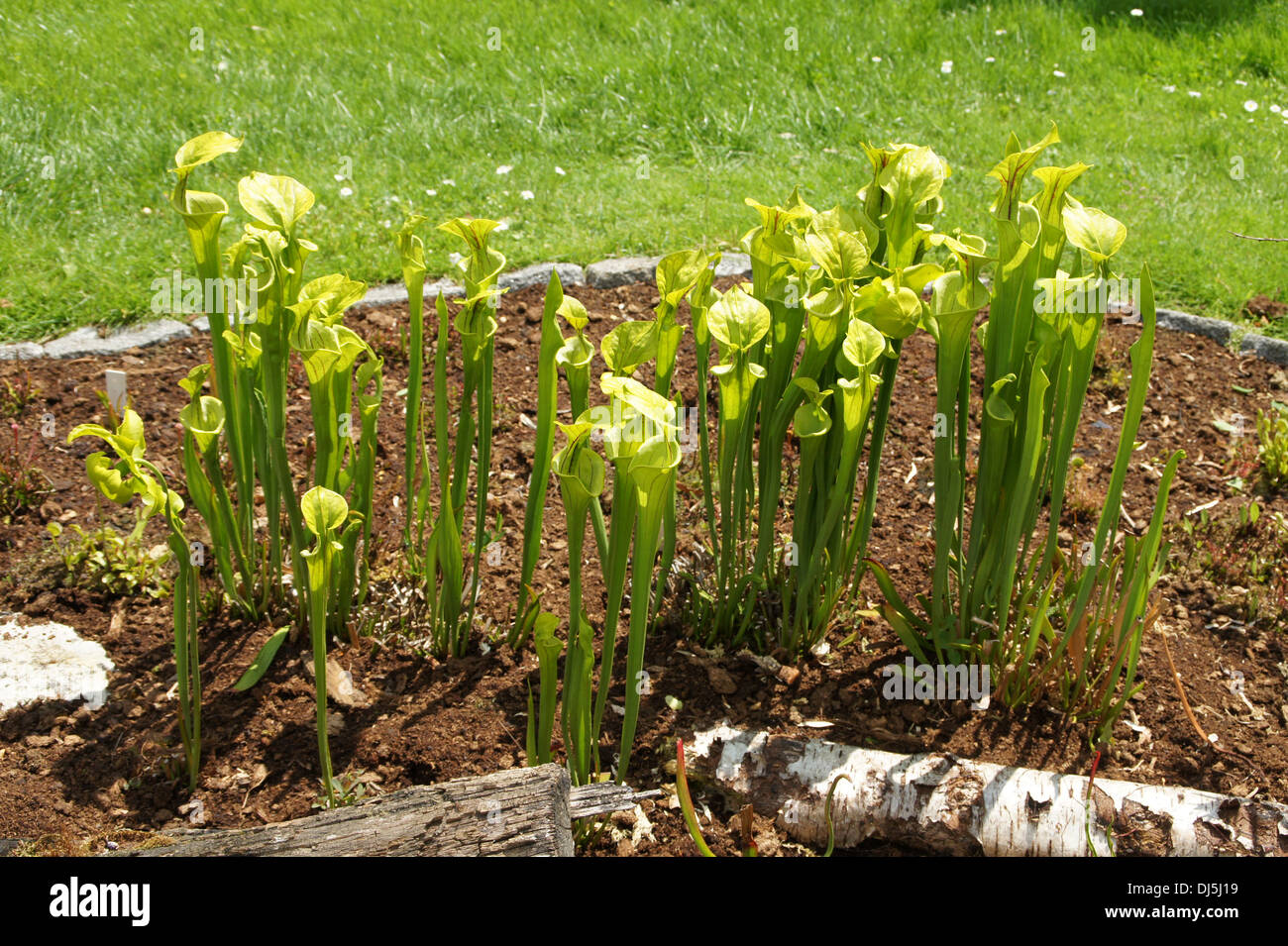 Pitcher plants hi-res stock photography and images - Alamy