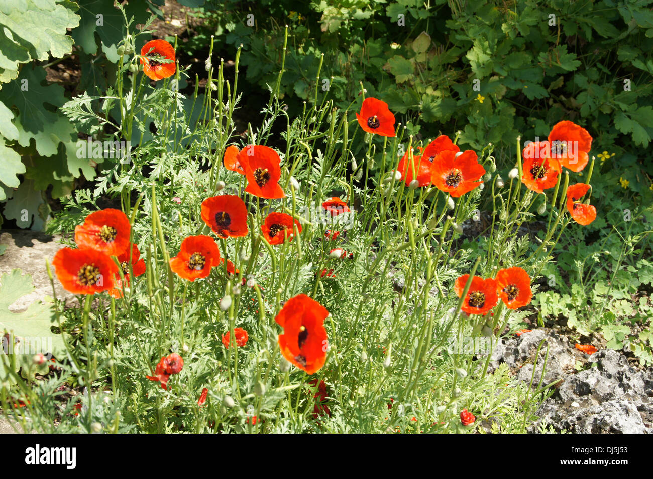 Roemeria refracta hi-res stock photography and images - Alamy