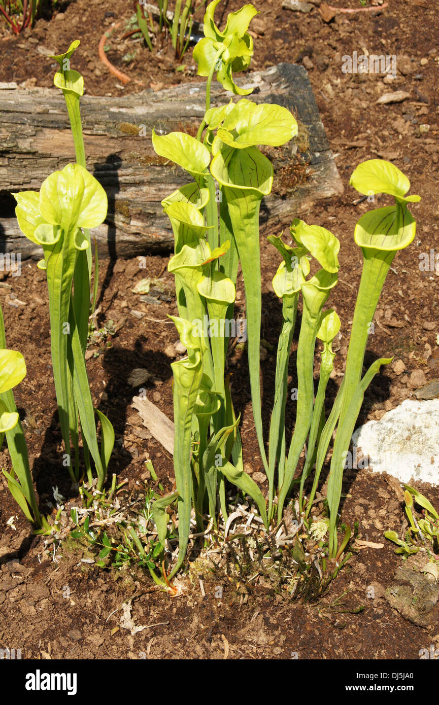 Pitcher plants hi-res stock photography and images - Alamy