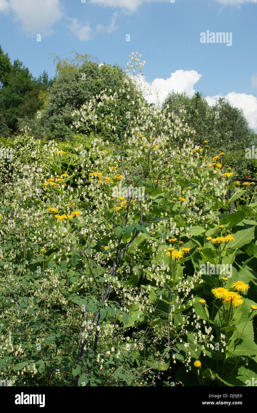 Meadow rues hi-res stock photography and images - Alamy