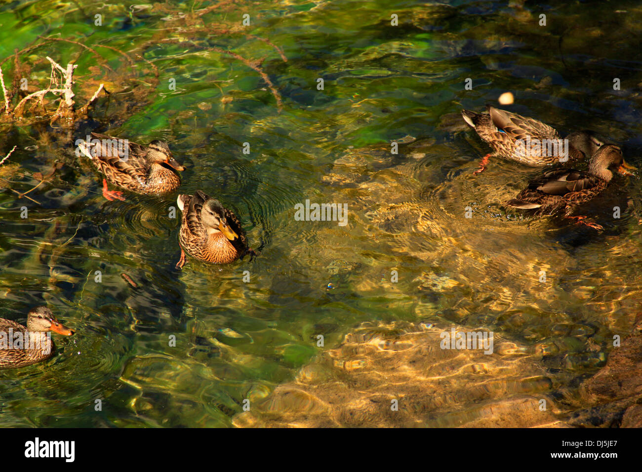 Ducks in Cervino,Matterhorn peak,Breuil-Cervinia,Italy Stock Photo - Alamy