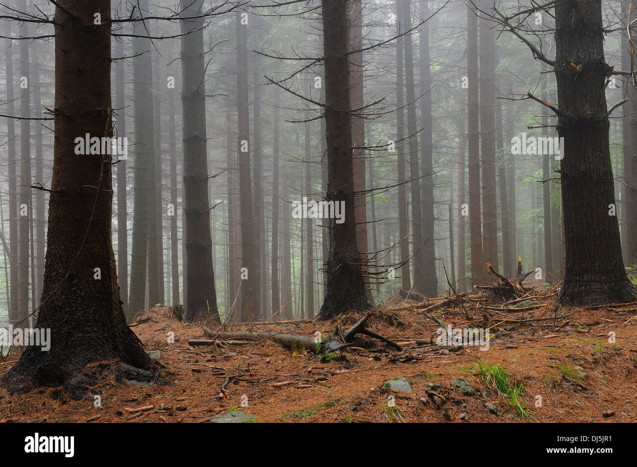 Humid cloud forest Stock Photo - Alamy
