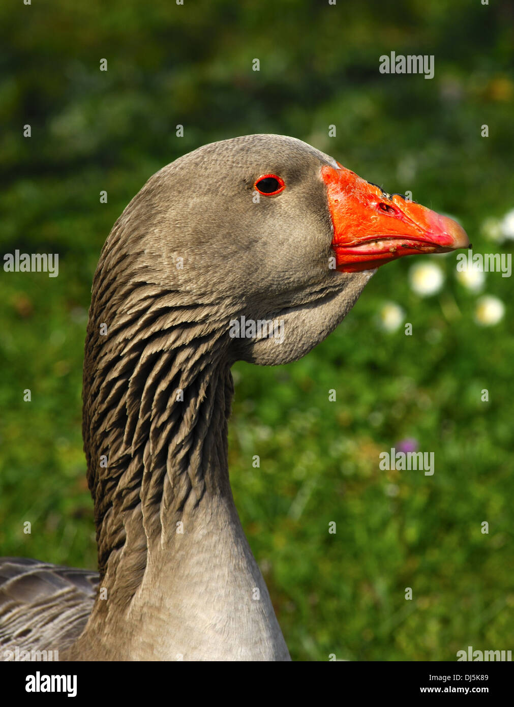Toulouser gans hi-res stock photography and images - Alamy