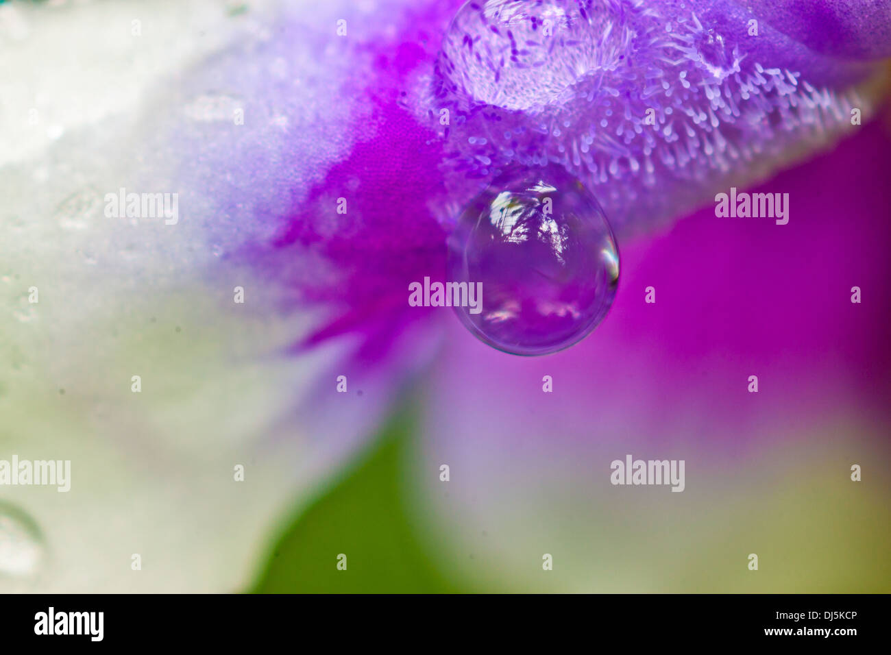 Flower with waterdrops Stock Photo - Alamy