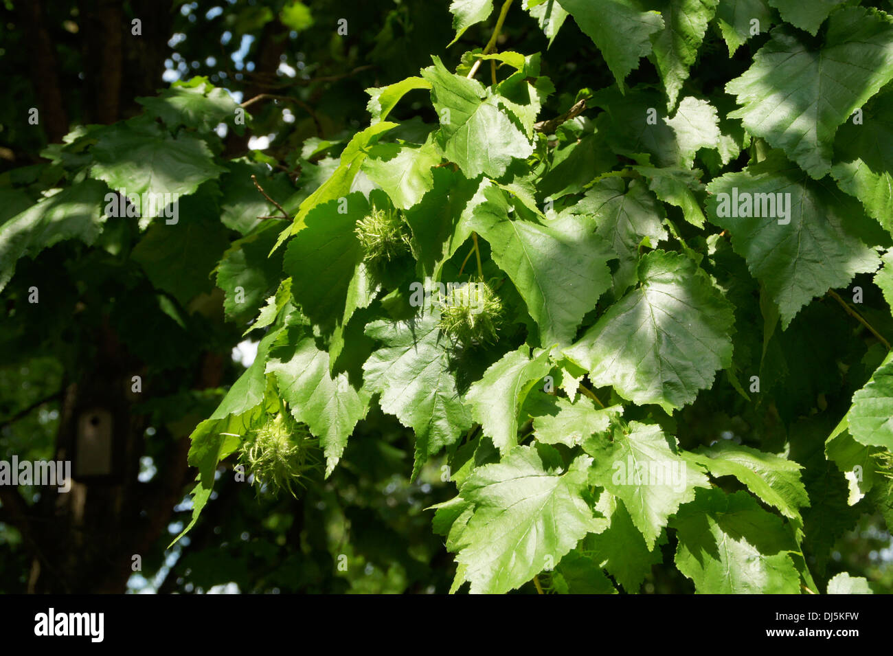 Turkish hasel hi-res stock photography and images - Alamy