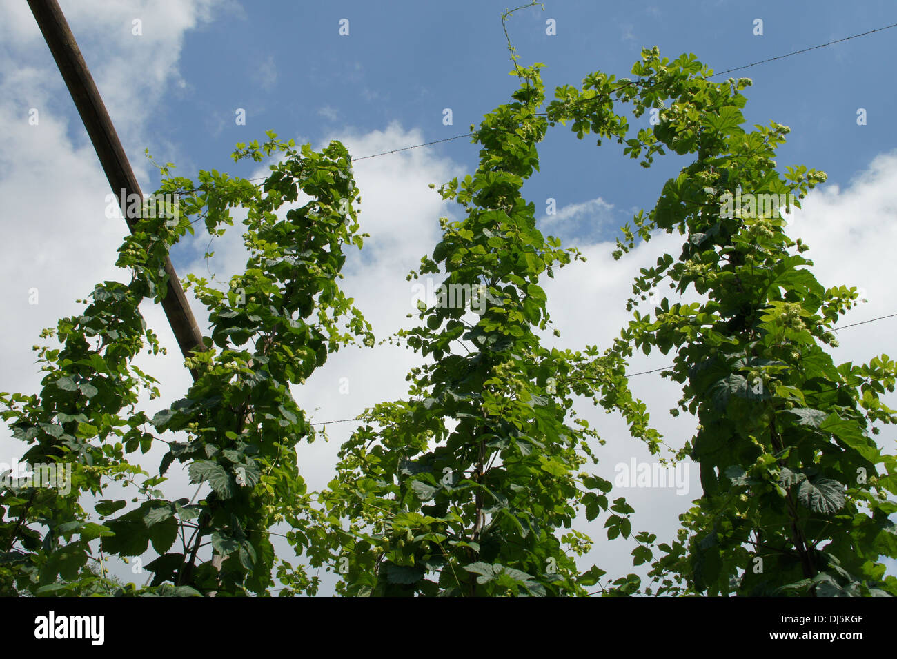 Hopfenzapfen hi-res stock photography and images - Alamy