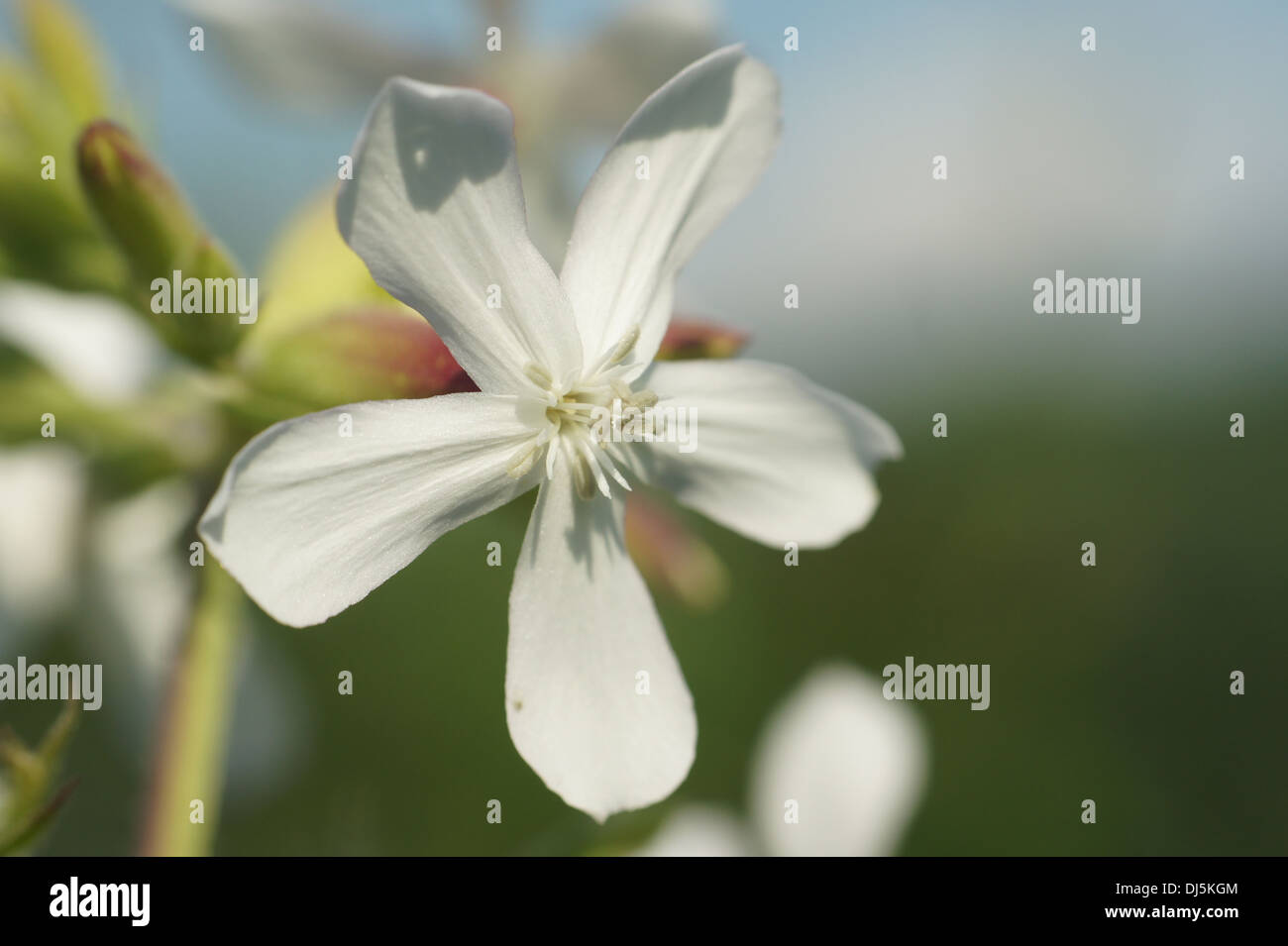 Soapworts hi-res stock photography and images - Alamy
