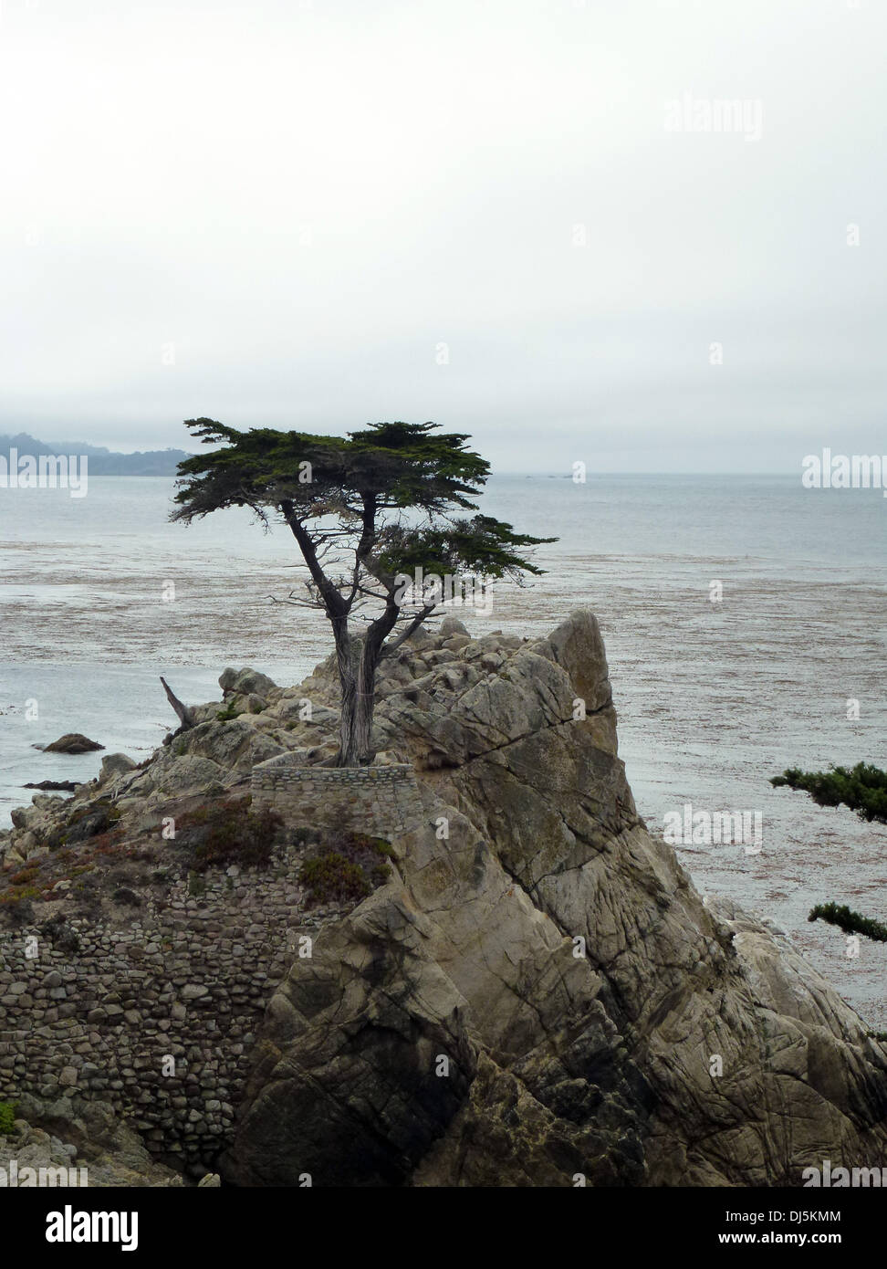 Del monte forest of monterey cypress tree hi-res stock photography and ...