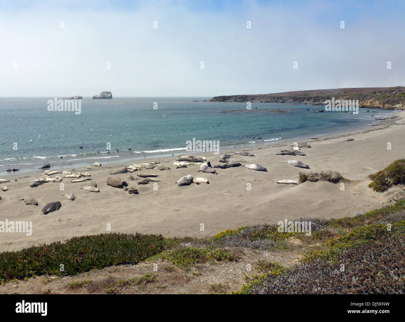 California, USA. 26th Aug, 2013. A colony of sea elephants lies at the ...