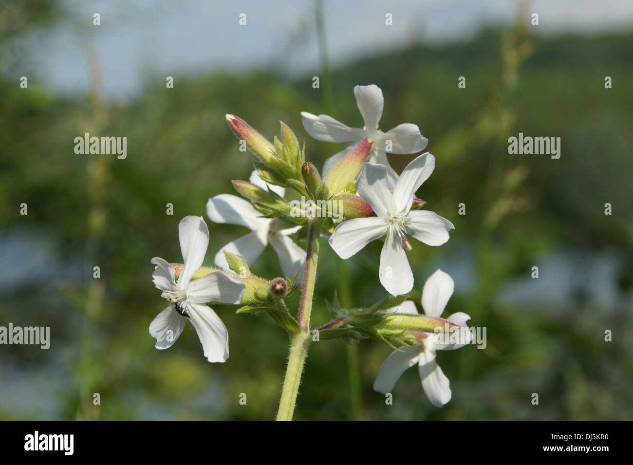 Soapworts hi-res stock photography and images - Alamy