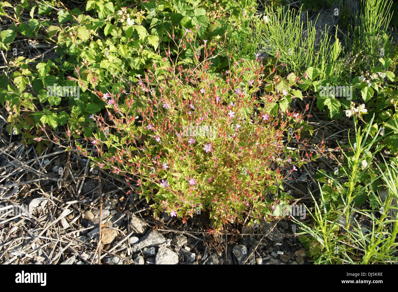 Bloody geraniums hi-res stock photography and images - Alamy