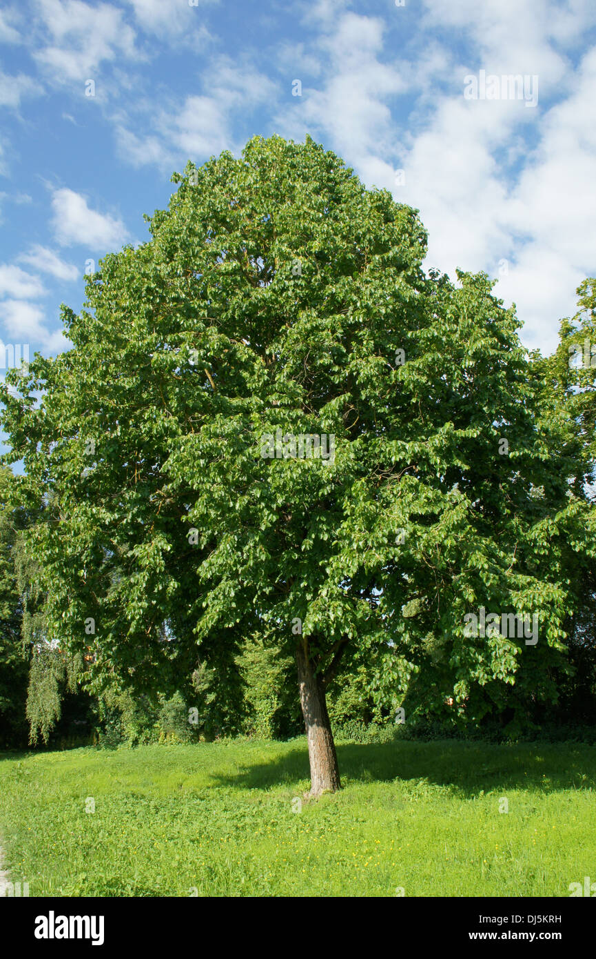 Baum hasel hi-res stock photography and images - Alamy