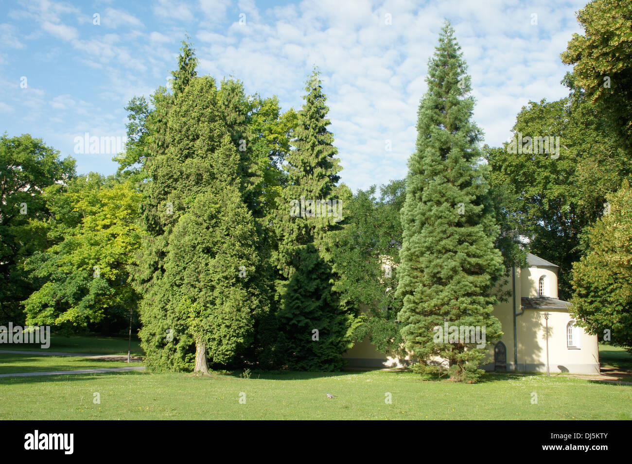 Redwood cedars hi-res stock photography and images - Alamy