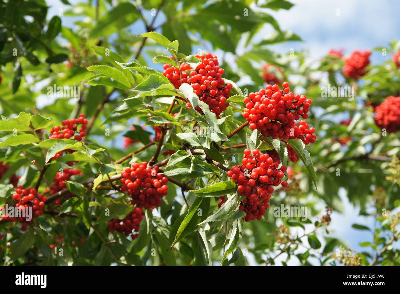 Elderberry shrubs hi-res stock photography and images - Alamy