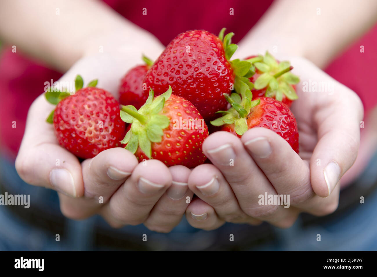 Hands full of fresh strawberries Stock Photo - Alamy
