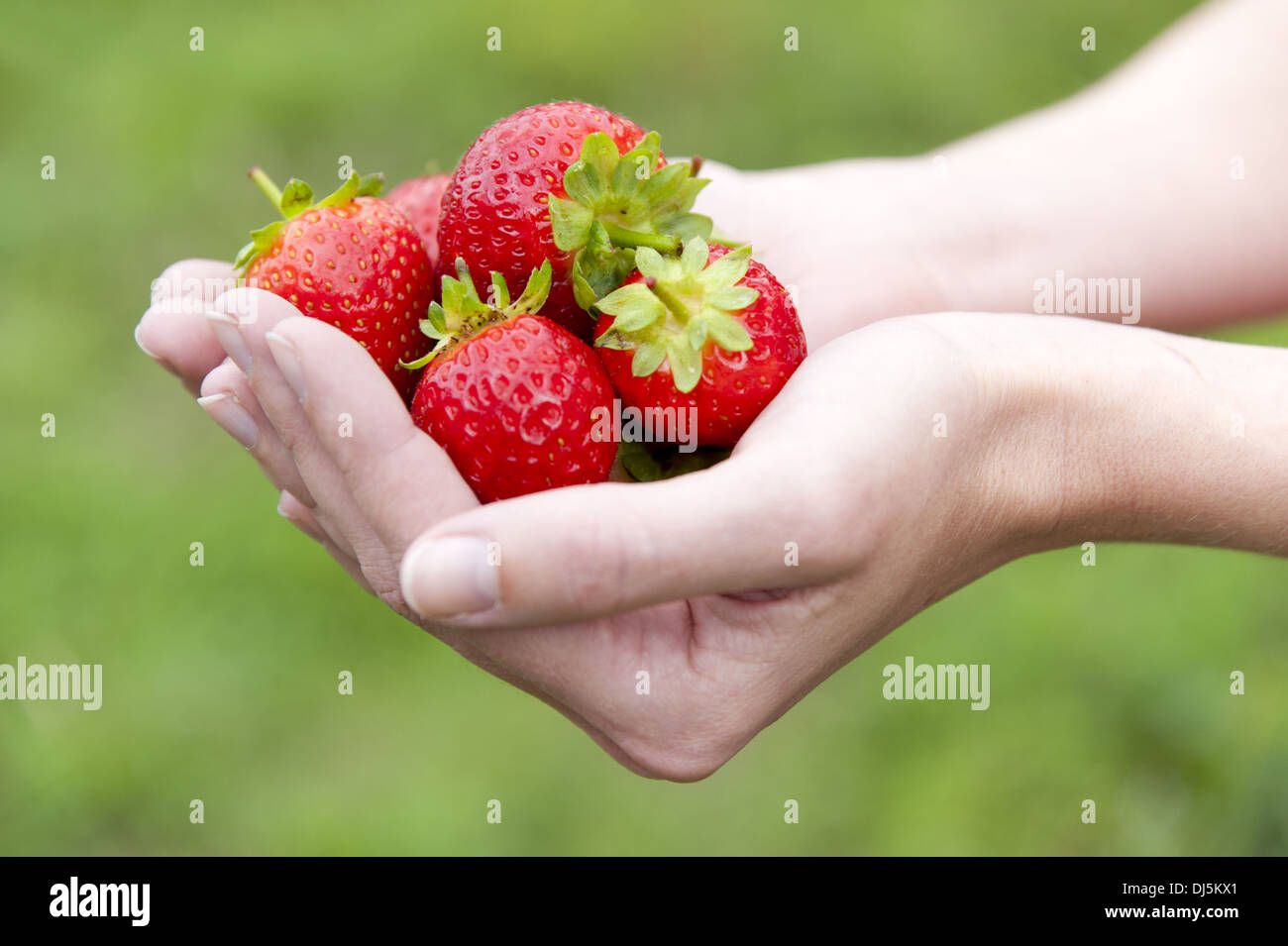 Hands offer fresh strawberries Stock Photo - Alamy