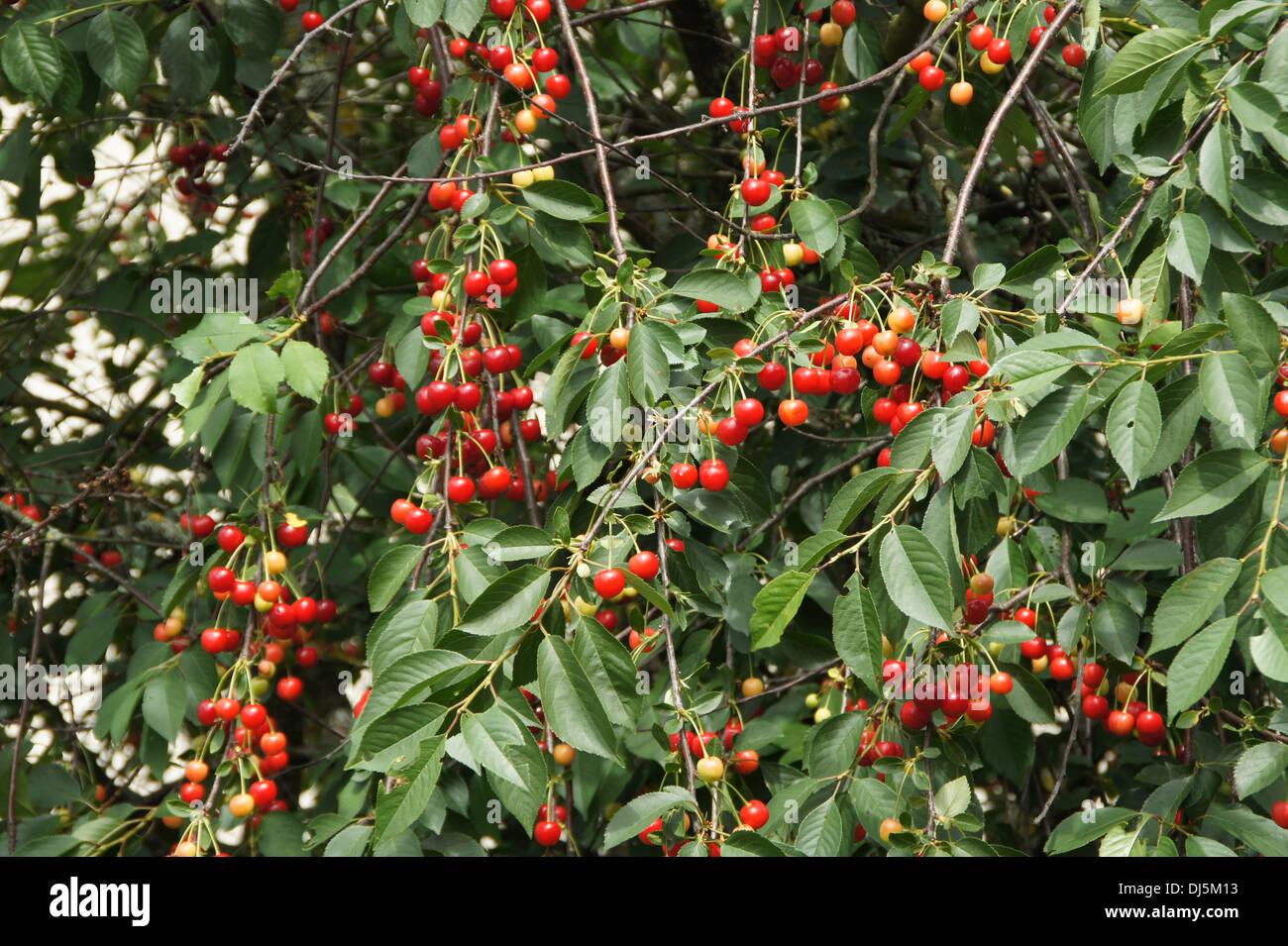 Sour cherry tree hi-res stock photography and images - Alamy