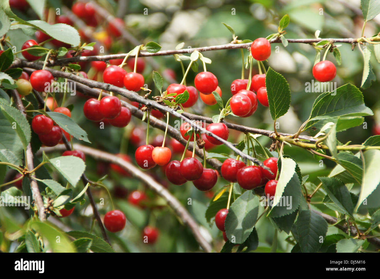 Sour cherry tree hi-res stock photography and images - Alamy