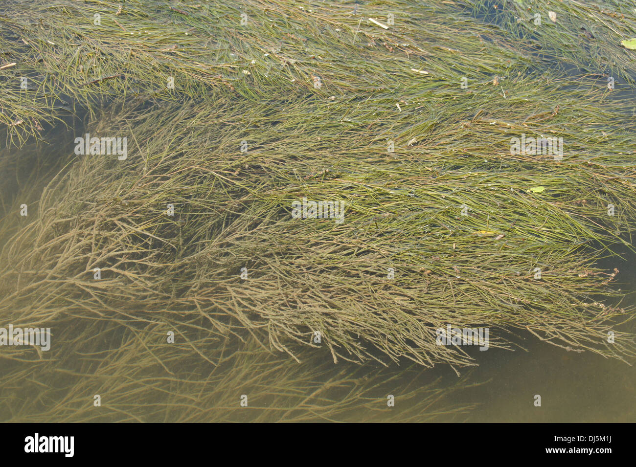 Chara algae hi-res stock photography and images - Alamy