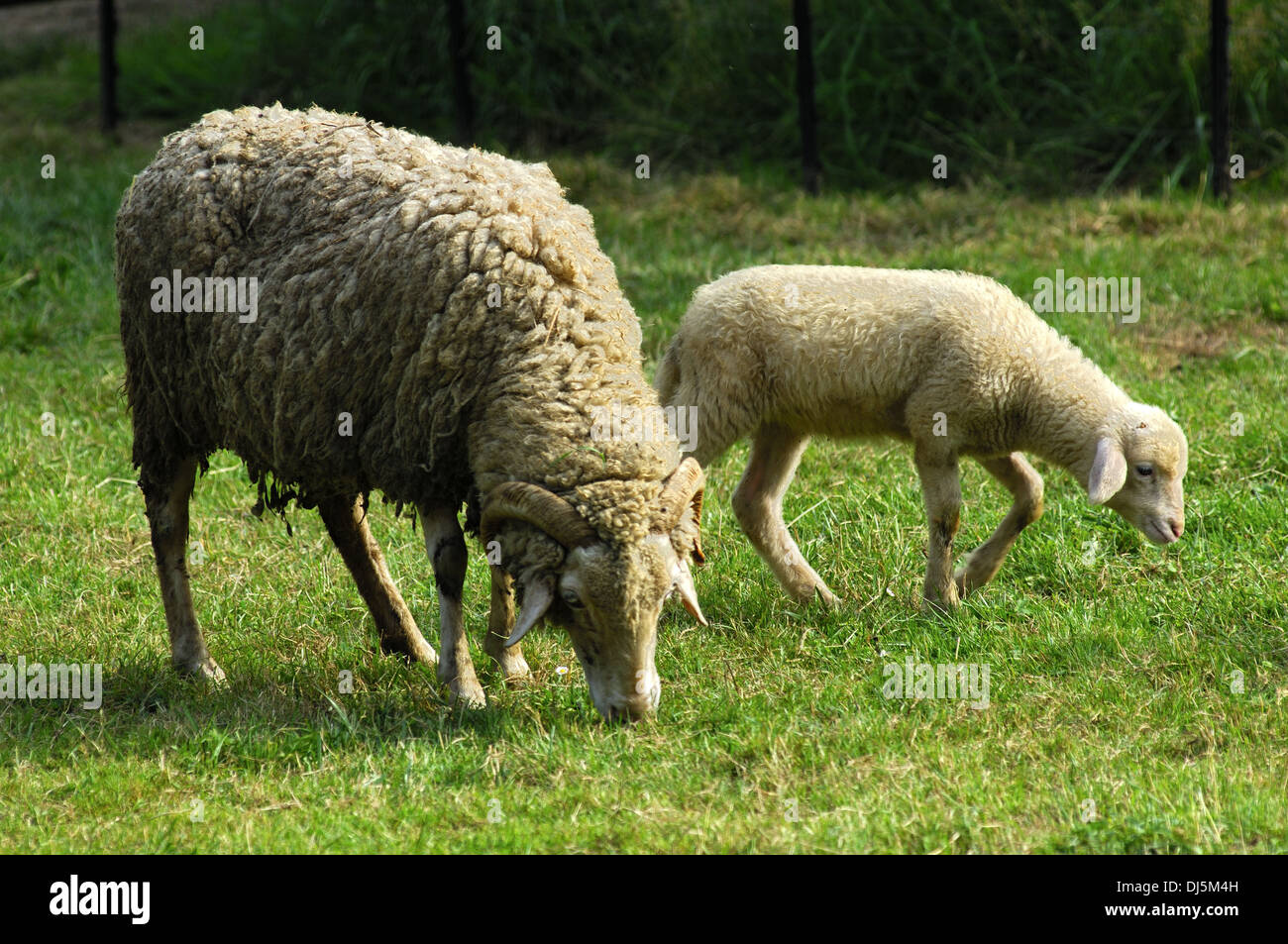 Indigenous sheep hi-res stock photography and images - Alamy
