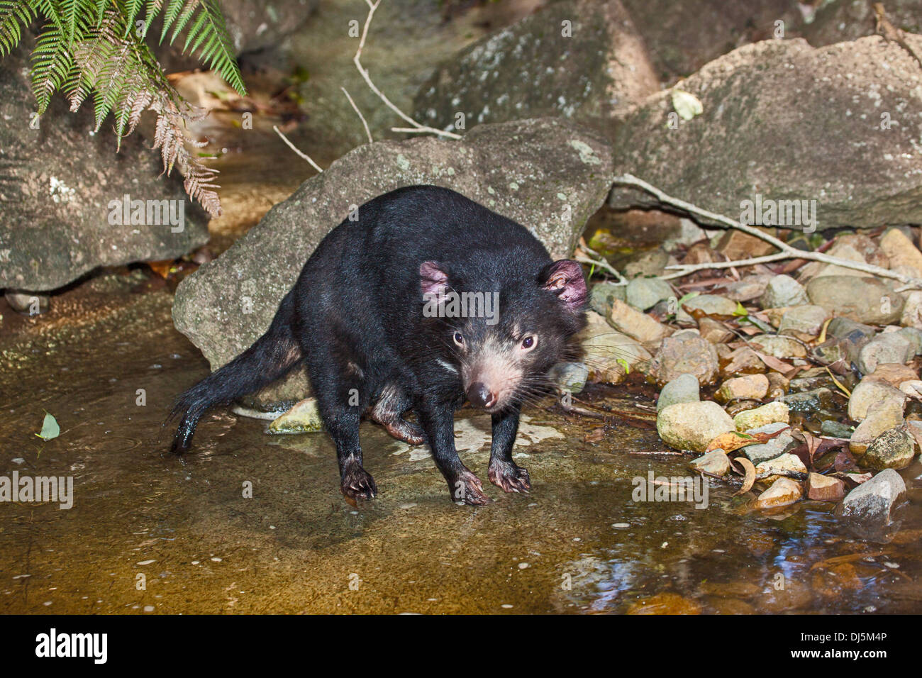 Female Tasmanian Devil Stock Photo - Alamy