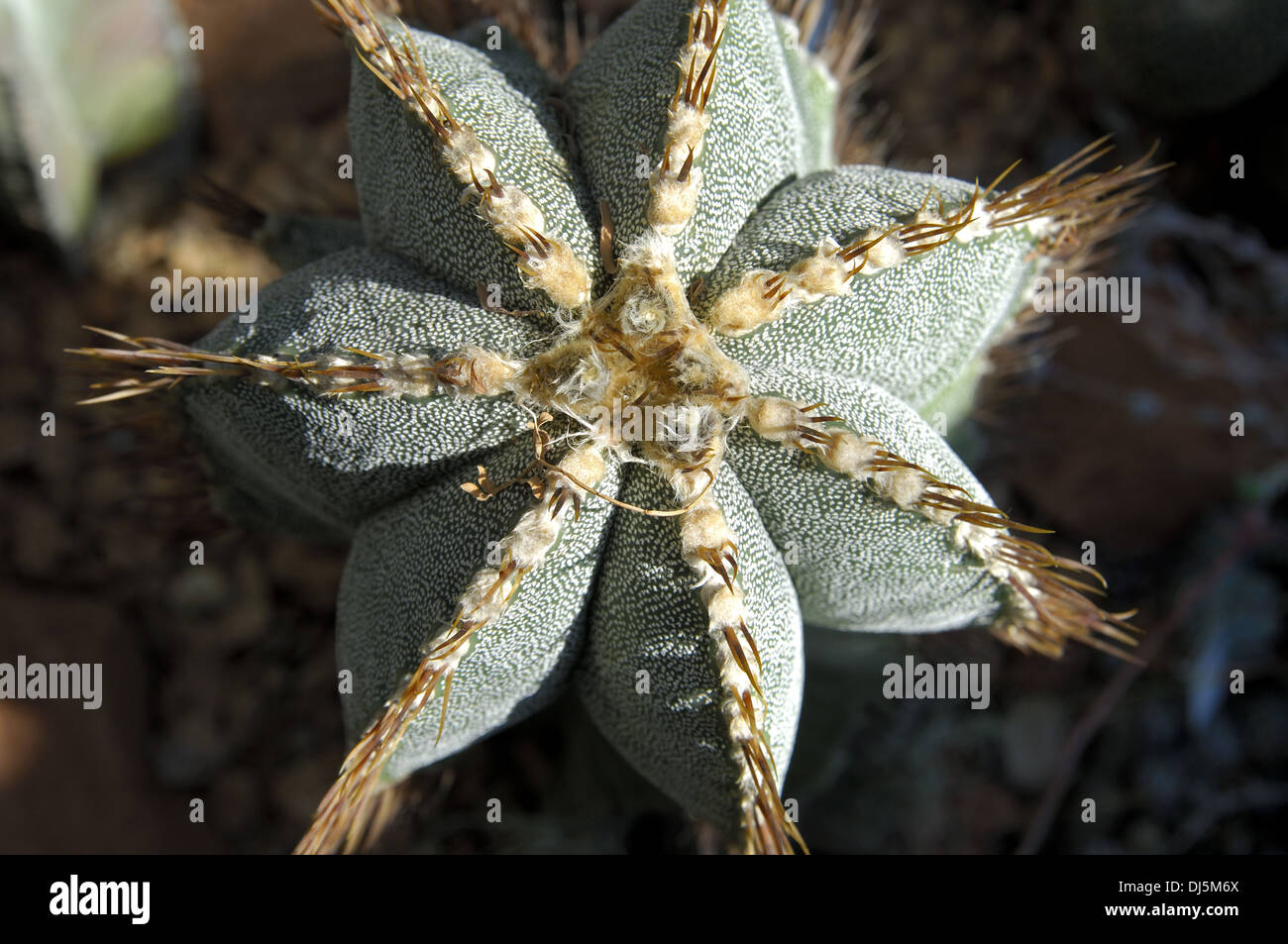 Star Cactus High Resolution Stock Photography and Images - Alamy