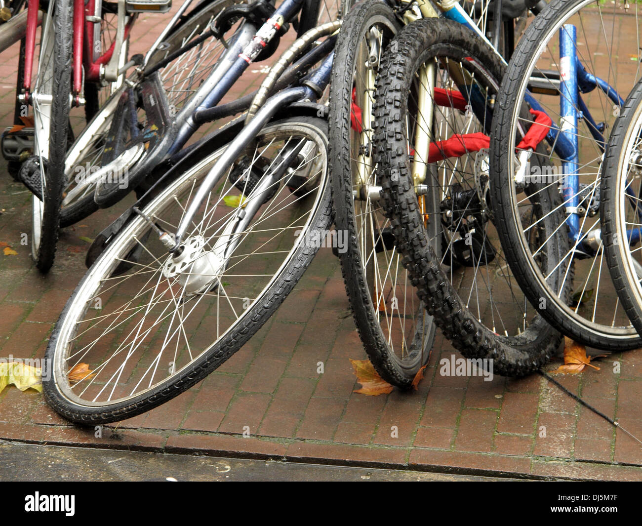 Bicycles chained together in Amsterdam Stock Photo - Alamy