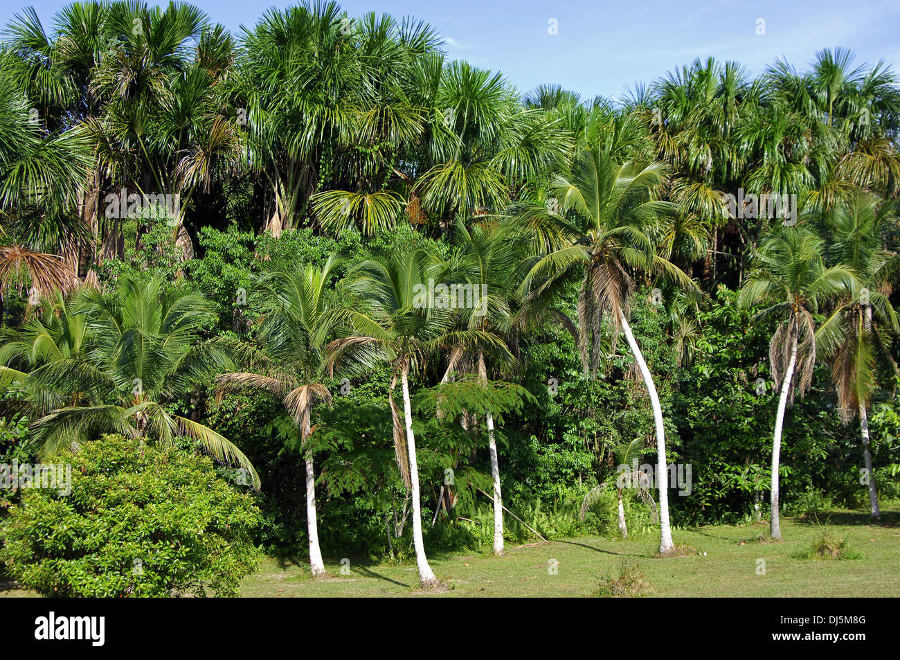 Palm tree copse Stock Photo - Alamy