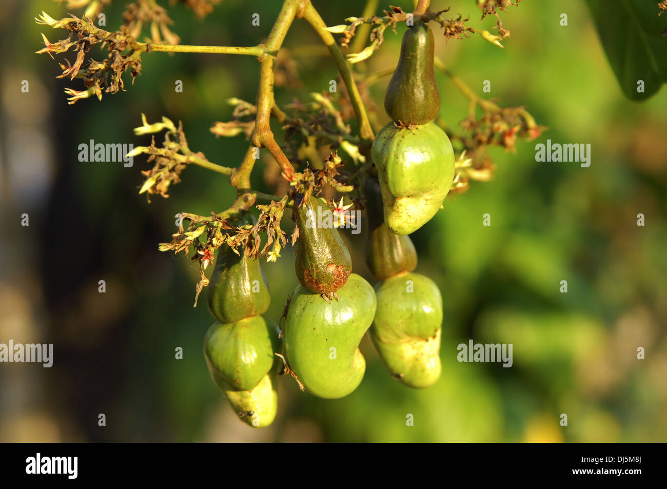 Kaschu nuss hi-res stock photography and images - Alamy