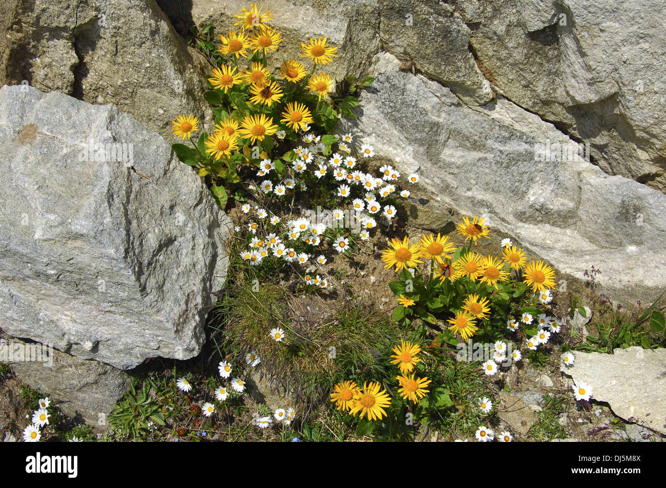 Alpine plants in rockery hi-res stock photography and images - Alamy