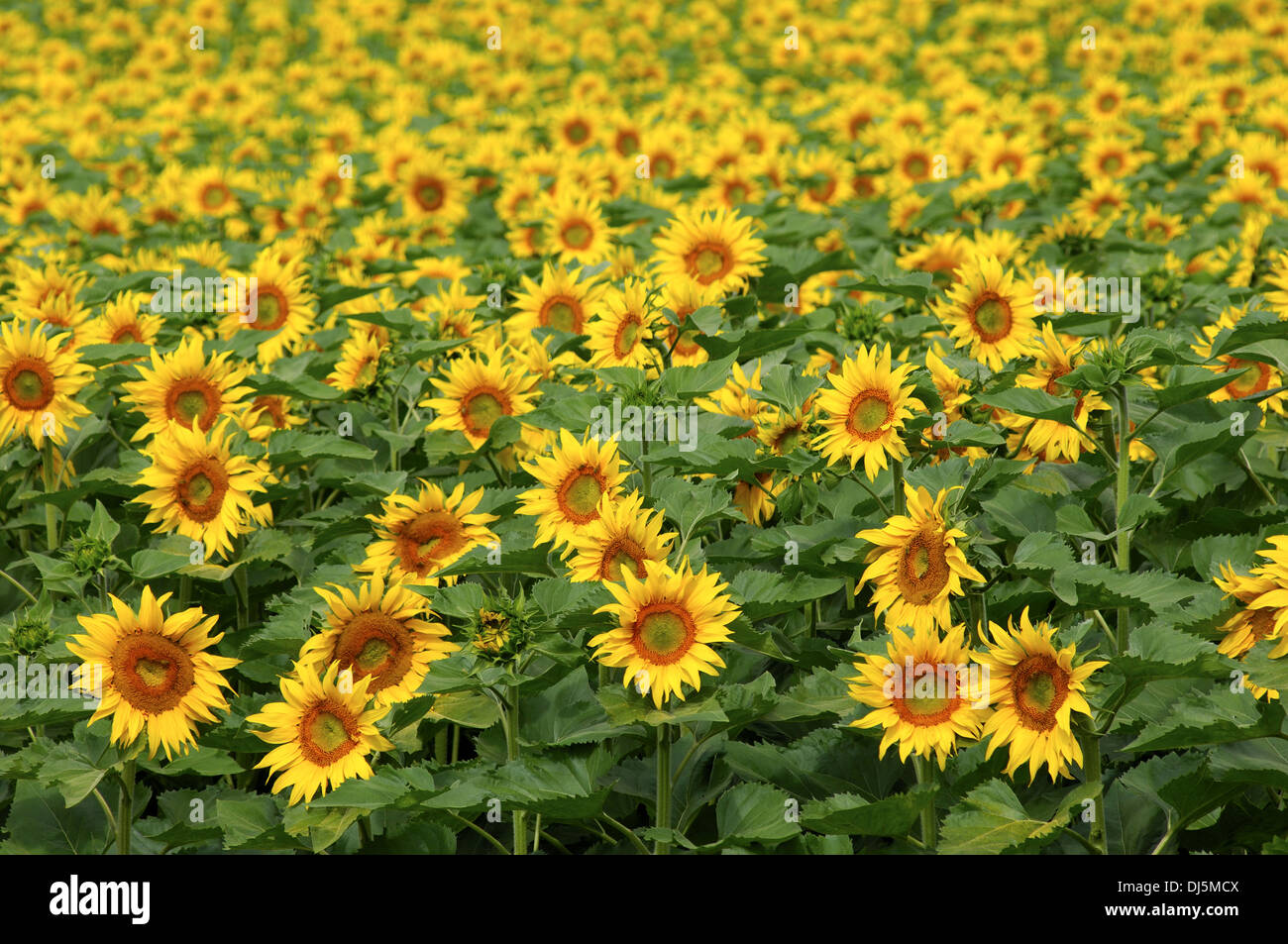 Field of sun flowers Stock Photo - Alamy
