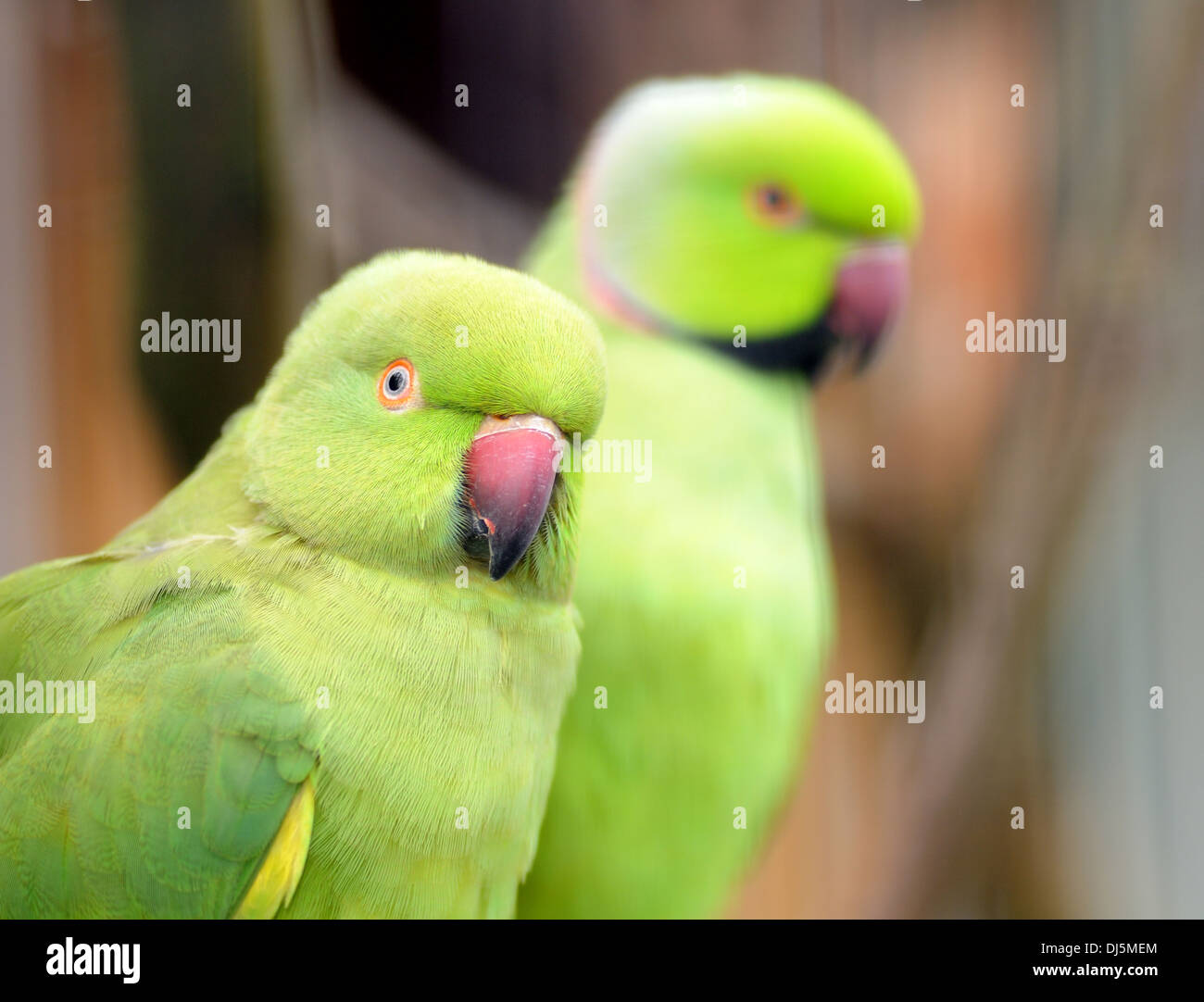 Ringed eyes hi-res stock photography and images - Alamy