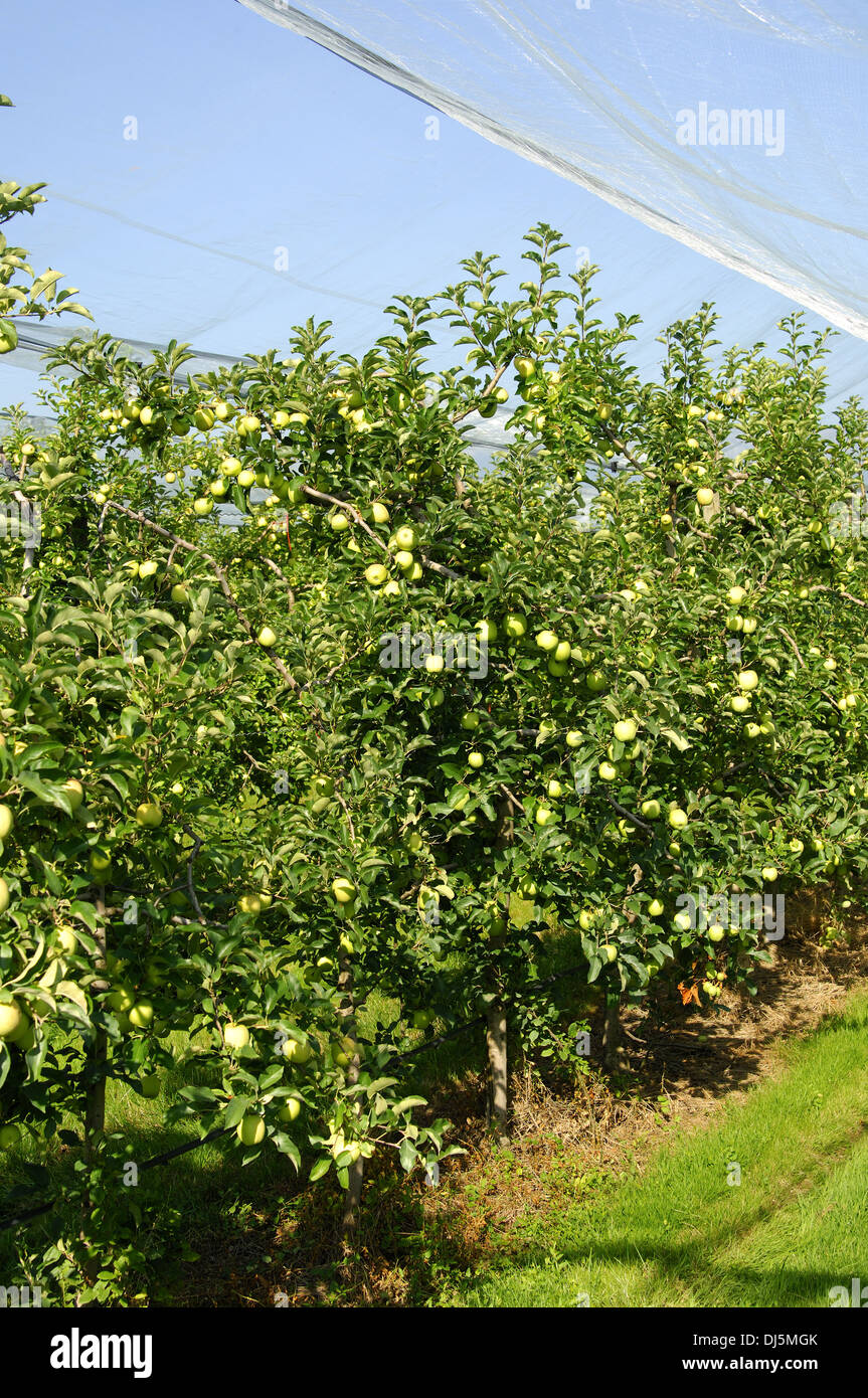 Hail protection hi-res stock photography and images - Alamy