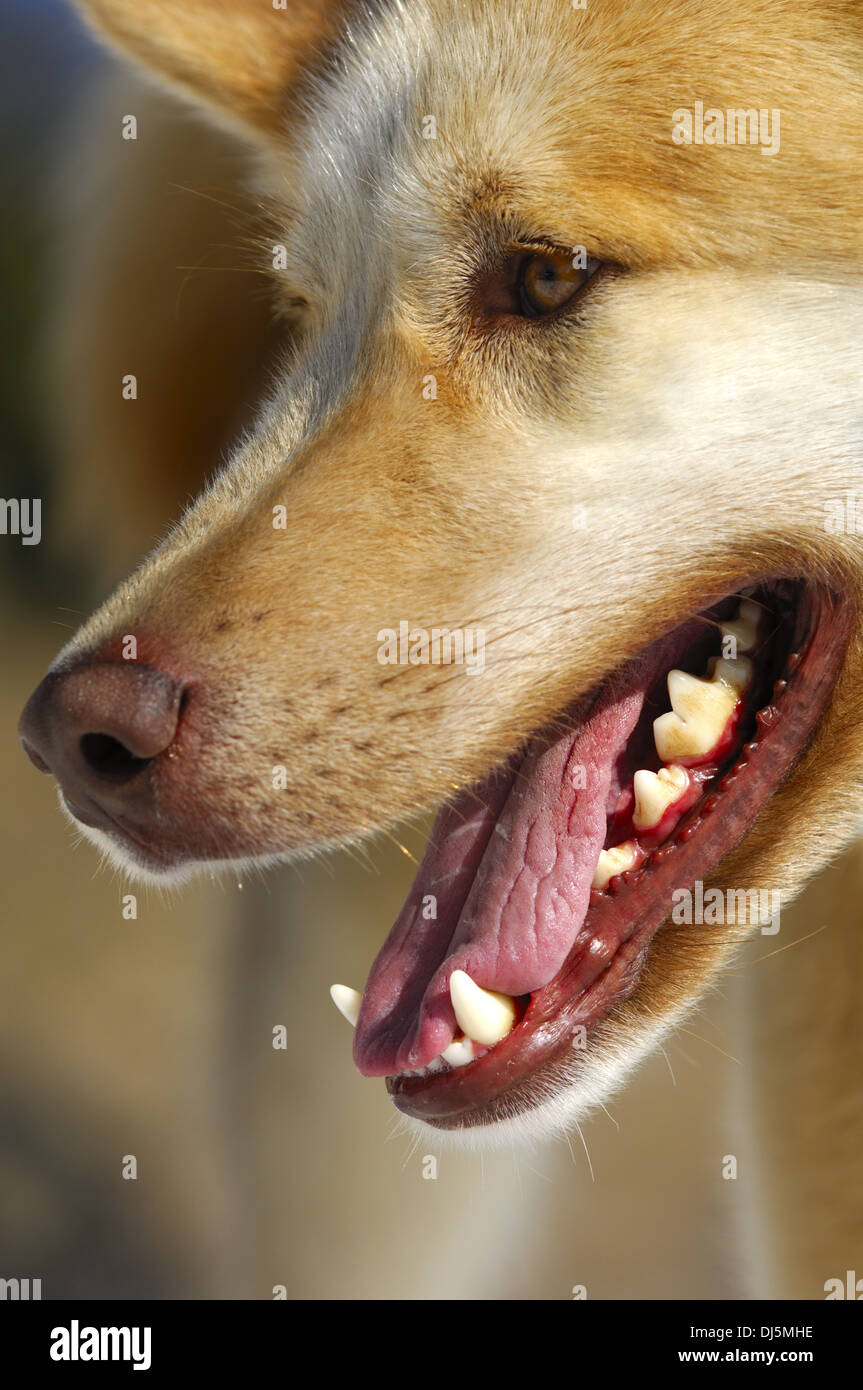 Dogs teeth hi-res stock photography and images - Alamy