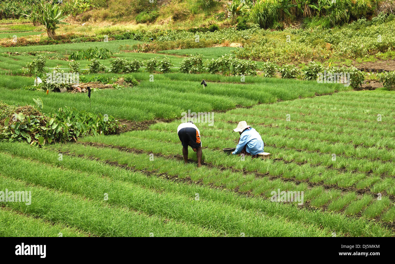 Fieldt hi-res stock photography and images - Alamy