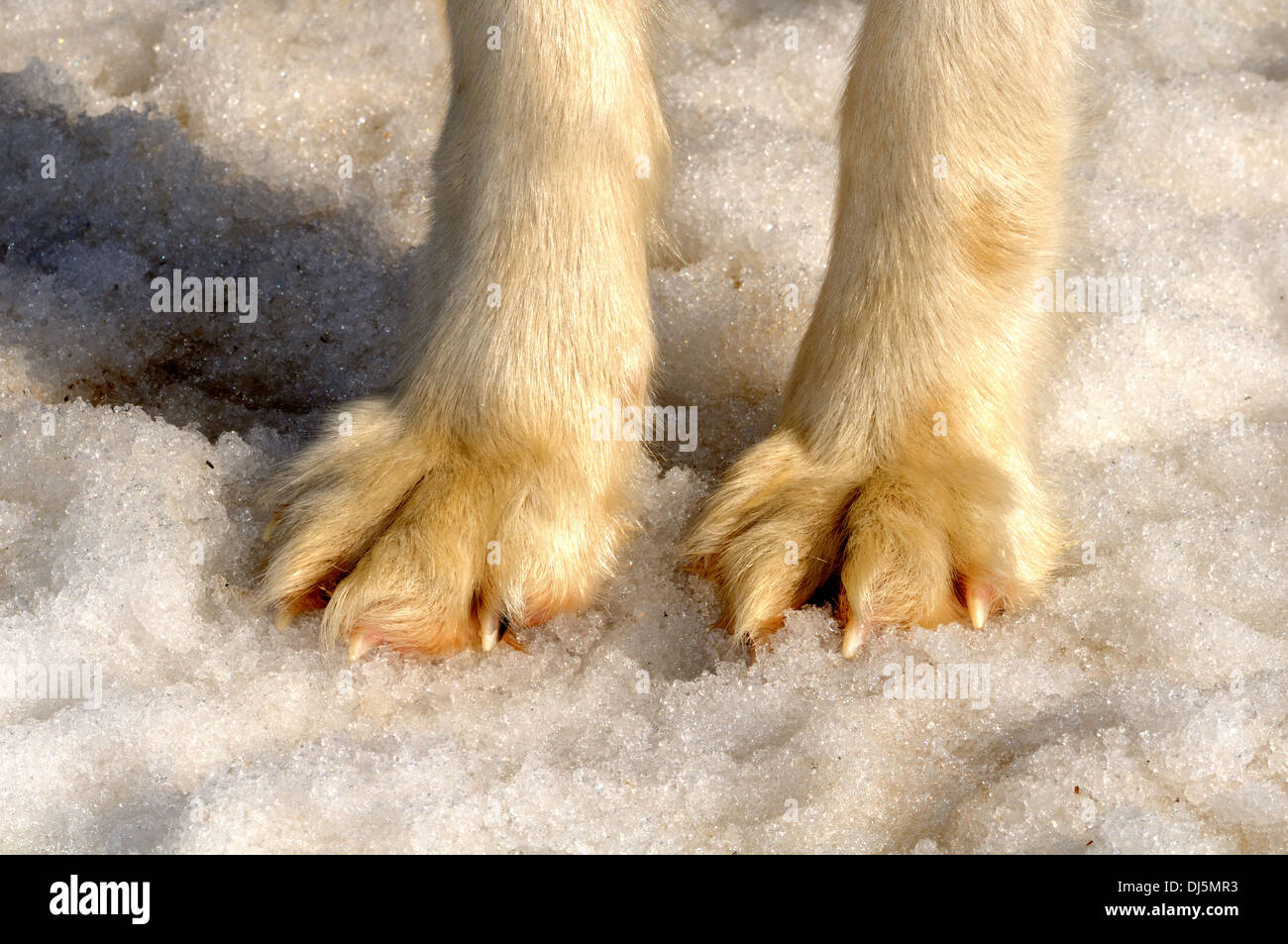 Dog with feet hi-res stock photography and images - Alamy