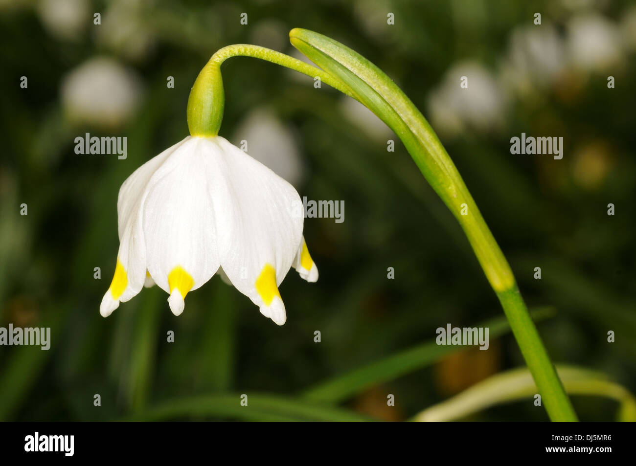 Snowflake blooms hi-res stock photography and images - Alamy