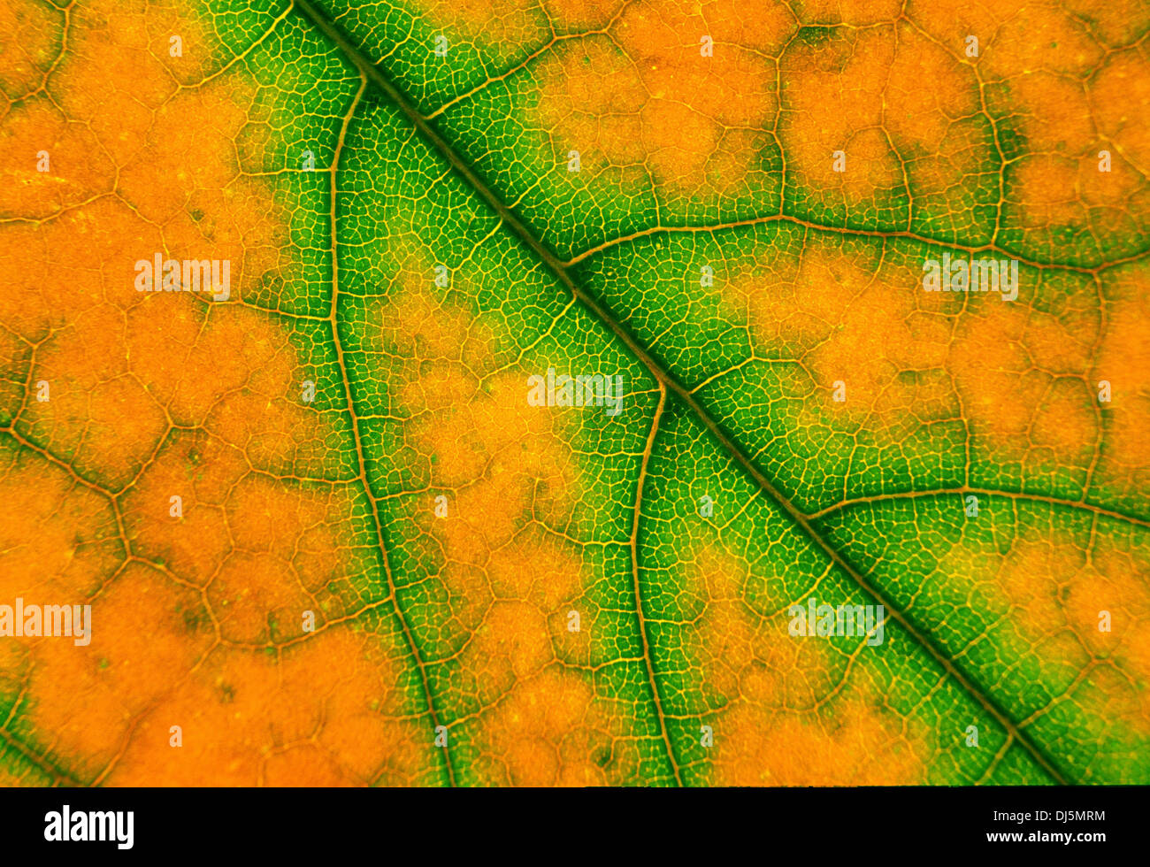 Natural colors of leaf hi-res stock photography and images - Alamy