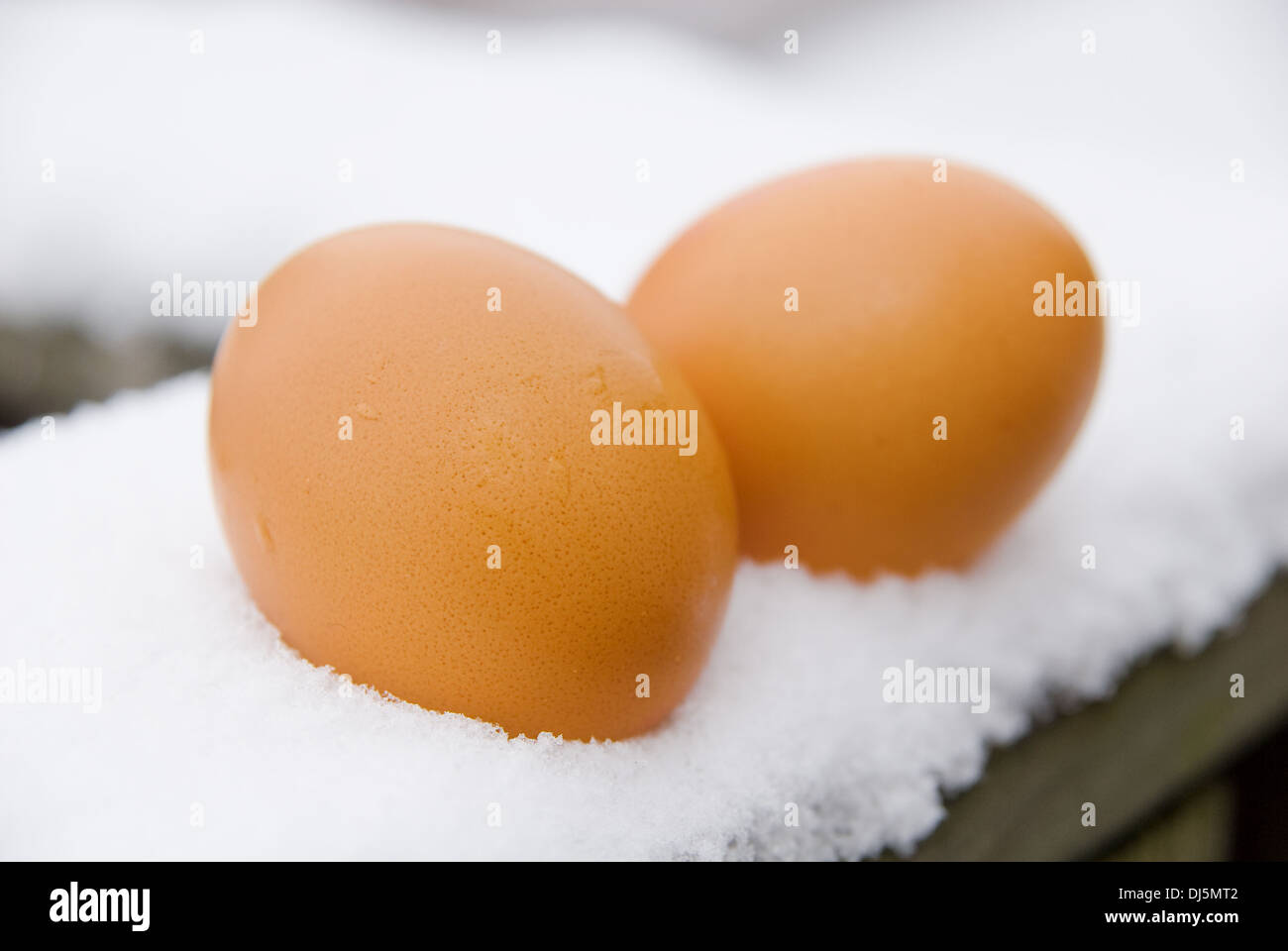 Eggs in the snow hi-res stock photography and images - Alamy