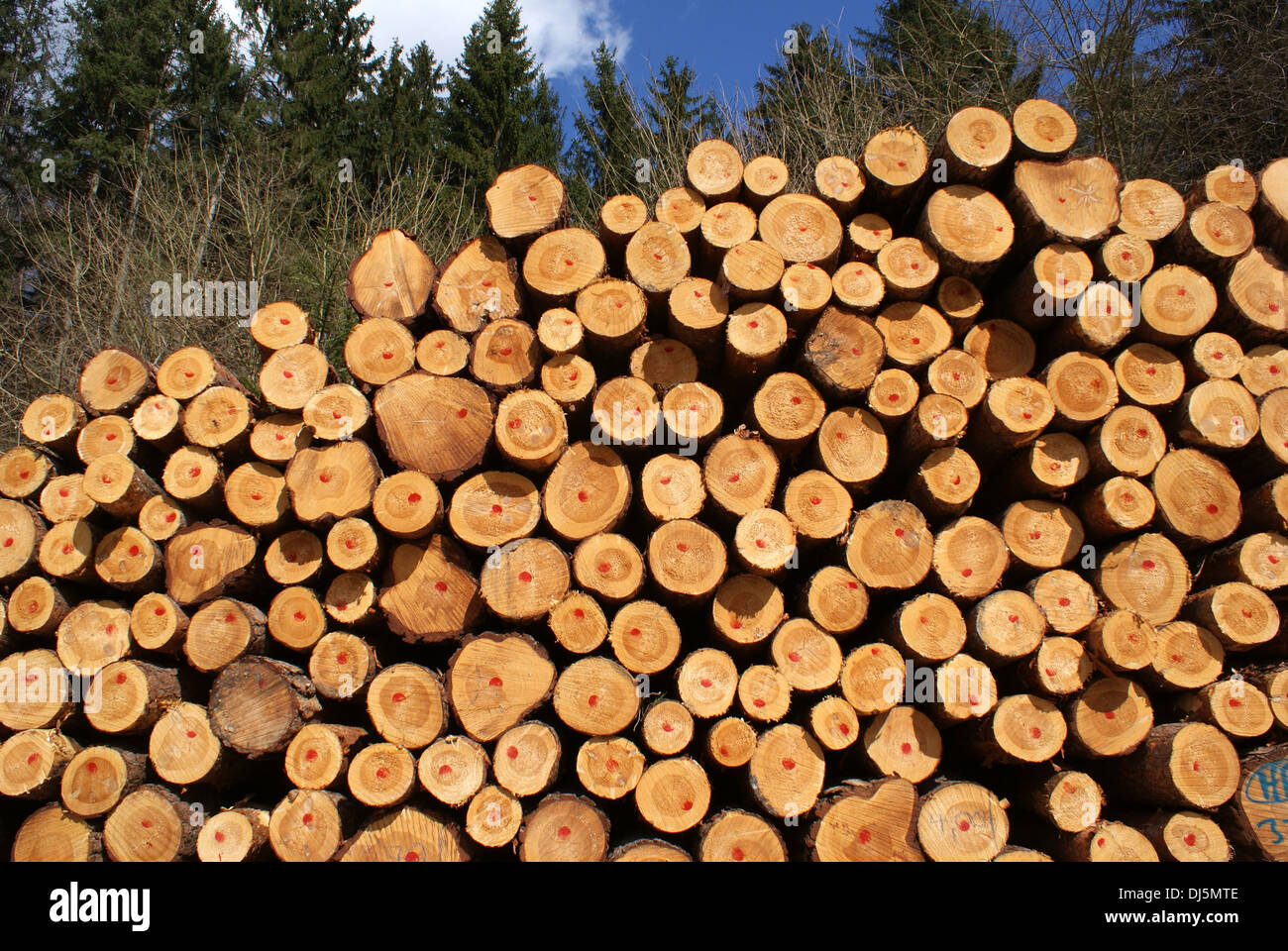 Nadelgeholze hi-res stock photography and images - Alamy