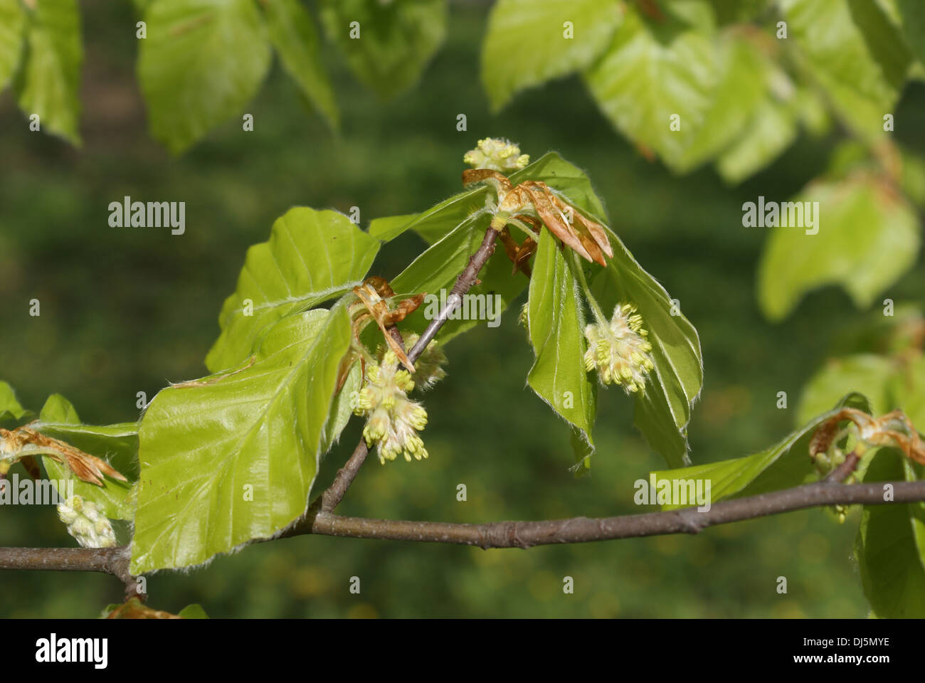 Samlinge hi-res stock photography and images - Alamy