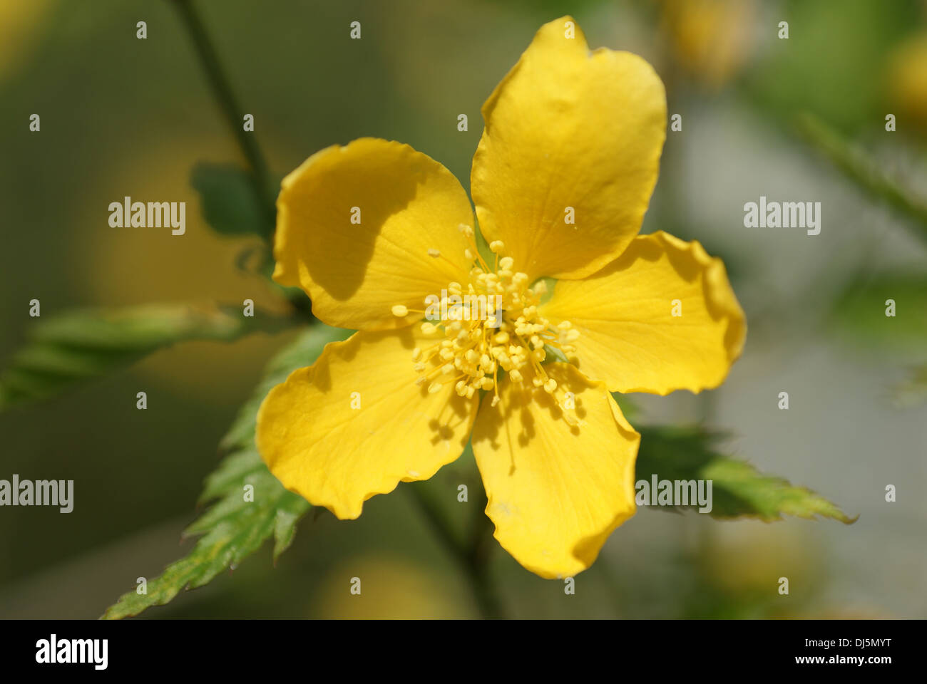 Ranunculus shrub hi-res stock photography and images - Alamy