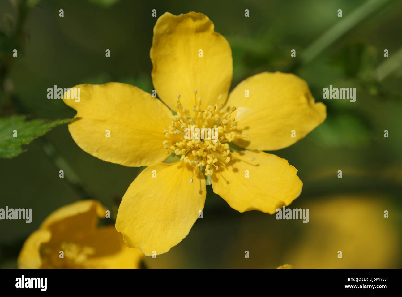 Ranunculus shrub hi-res stock photography and images - Alamy
