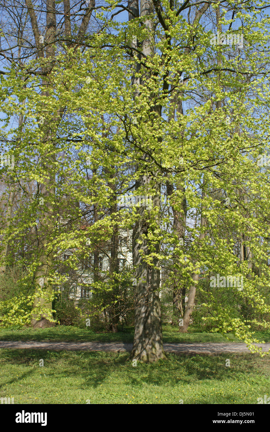 Samlinge hi-res stock photography and images - Alamy