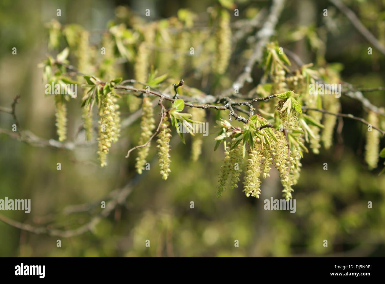 Hornbeam seedling carpinus betulus hi-res stock photography and images ...