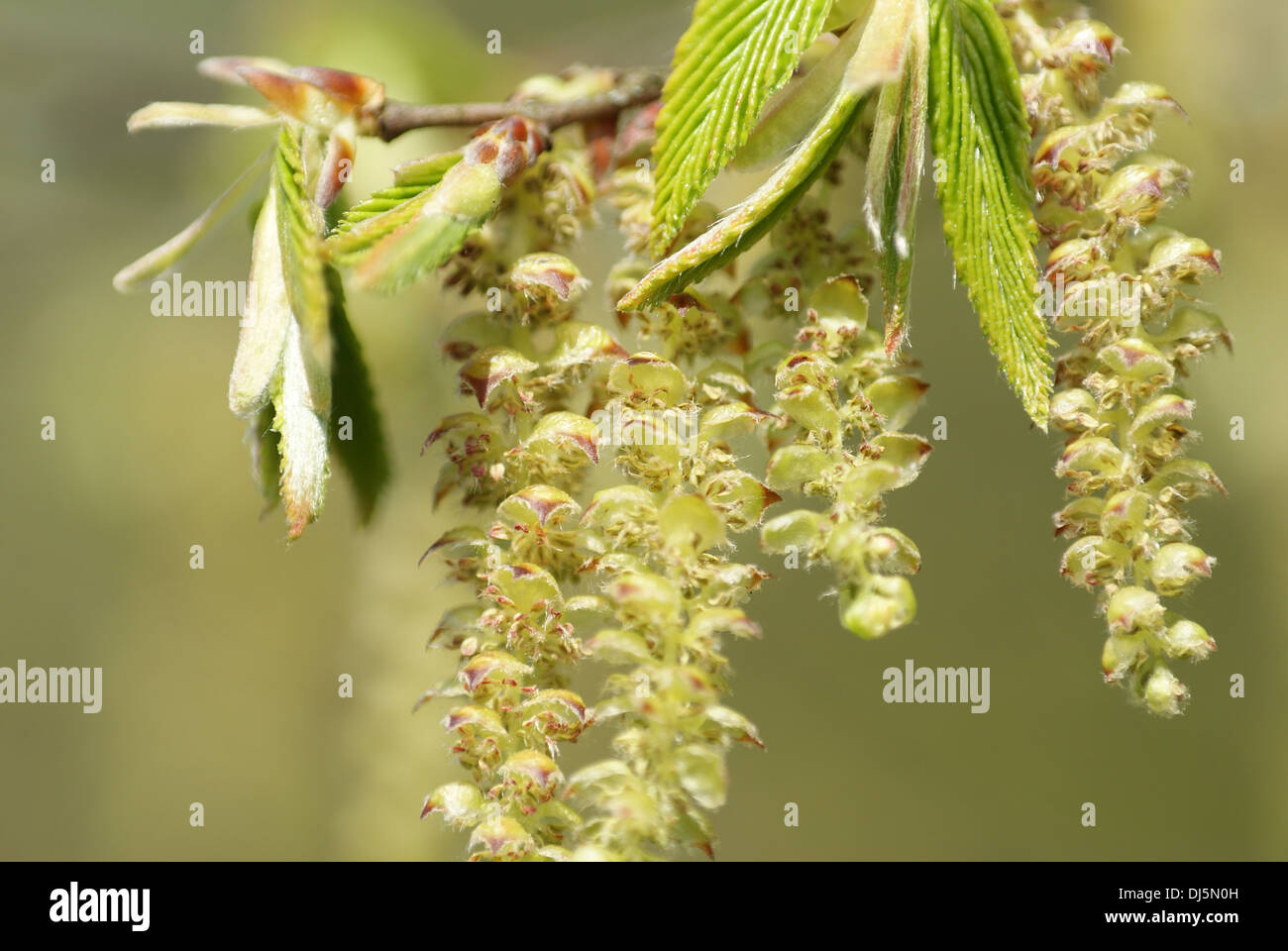Hornbeam seedling carpinus betulus hi-res stock photography and images ...